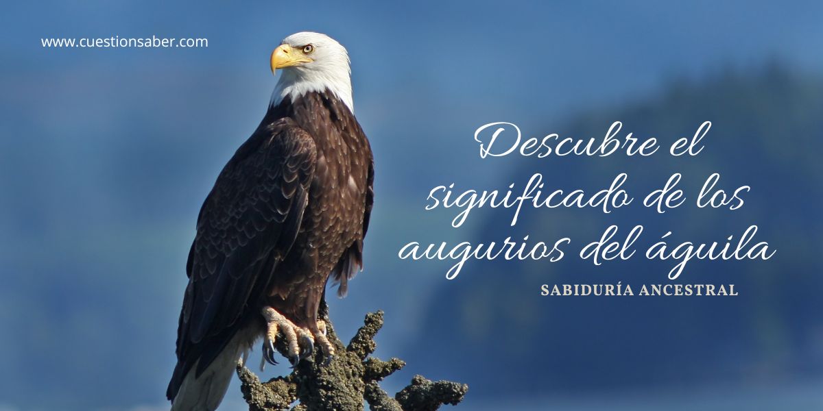 Descubre el significado de los augurios del águila - Cuestión Saber